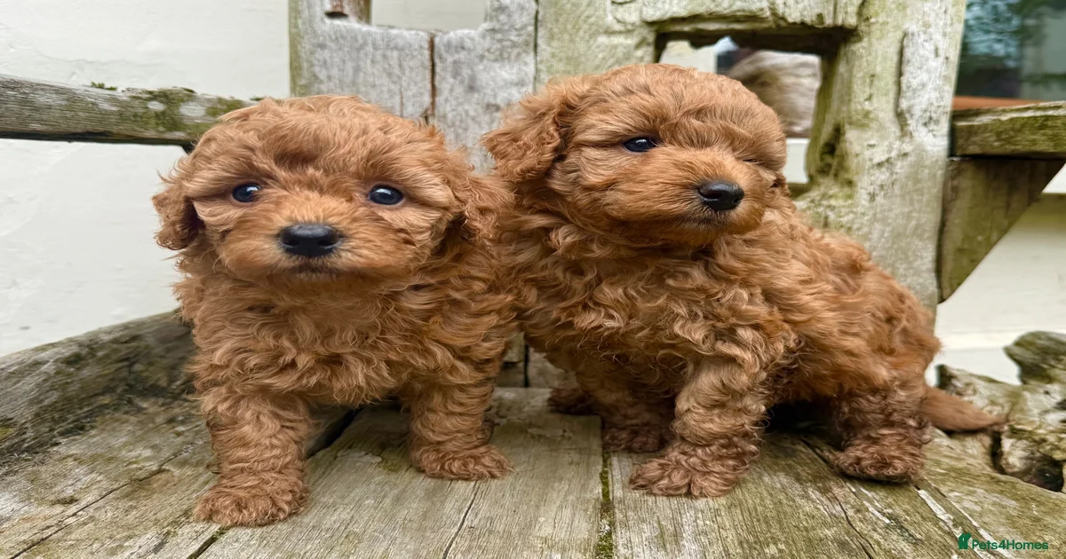 Top five dogs Mixed Breed Puppies for sale | Pets4Homes