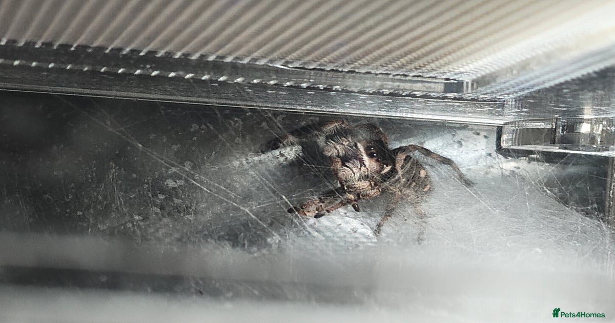 female jumping spider for sale in Bridgwater | Pets4Homes