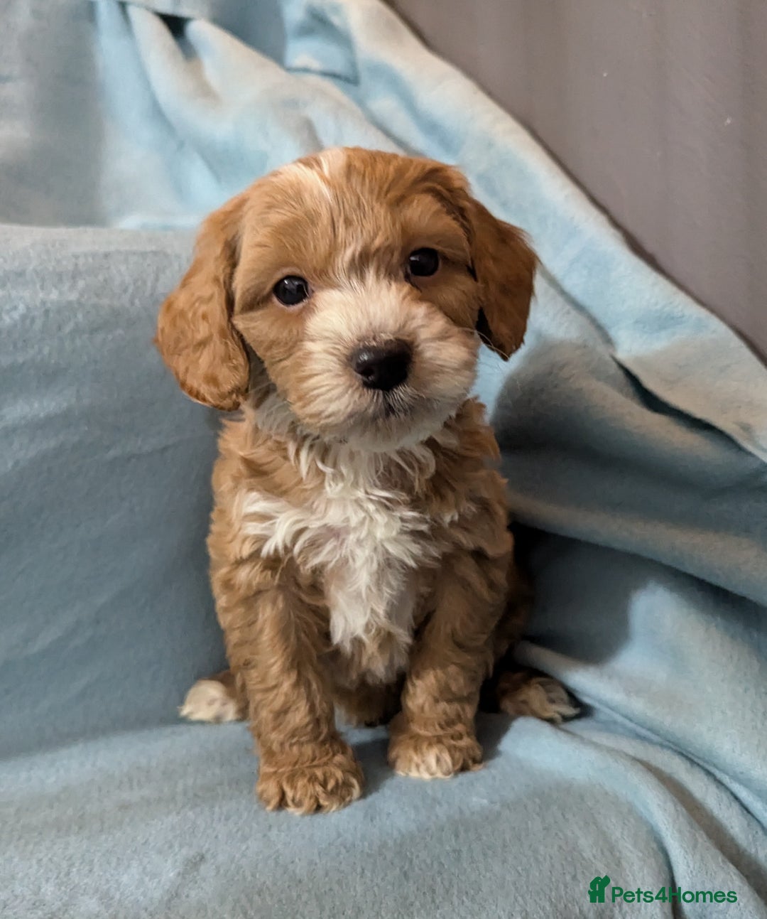Small Cockapoo puppies for sale | Pets4Homes