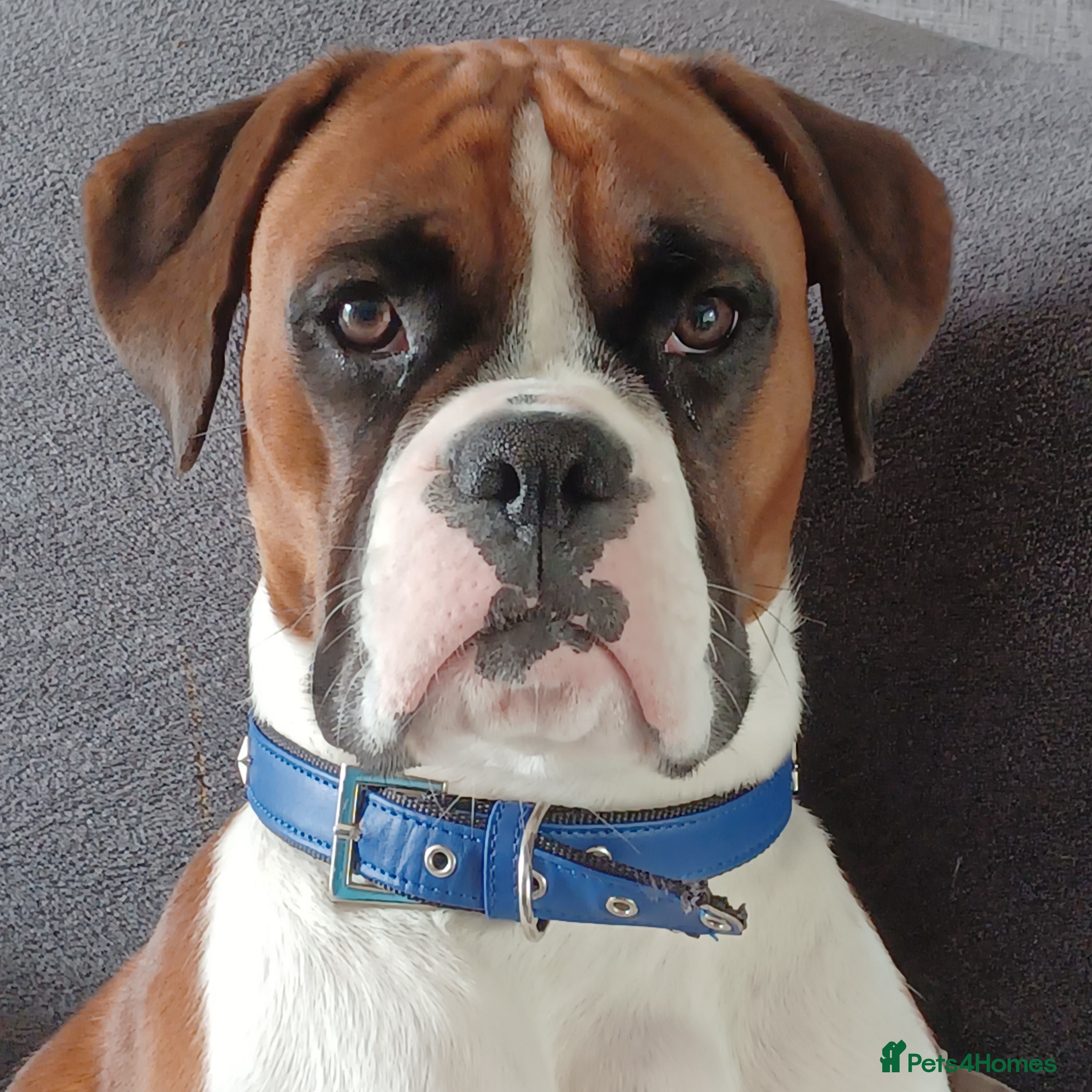 Boris the boxer for stud for stud in Preston | Pets4Homes