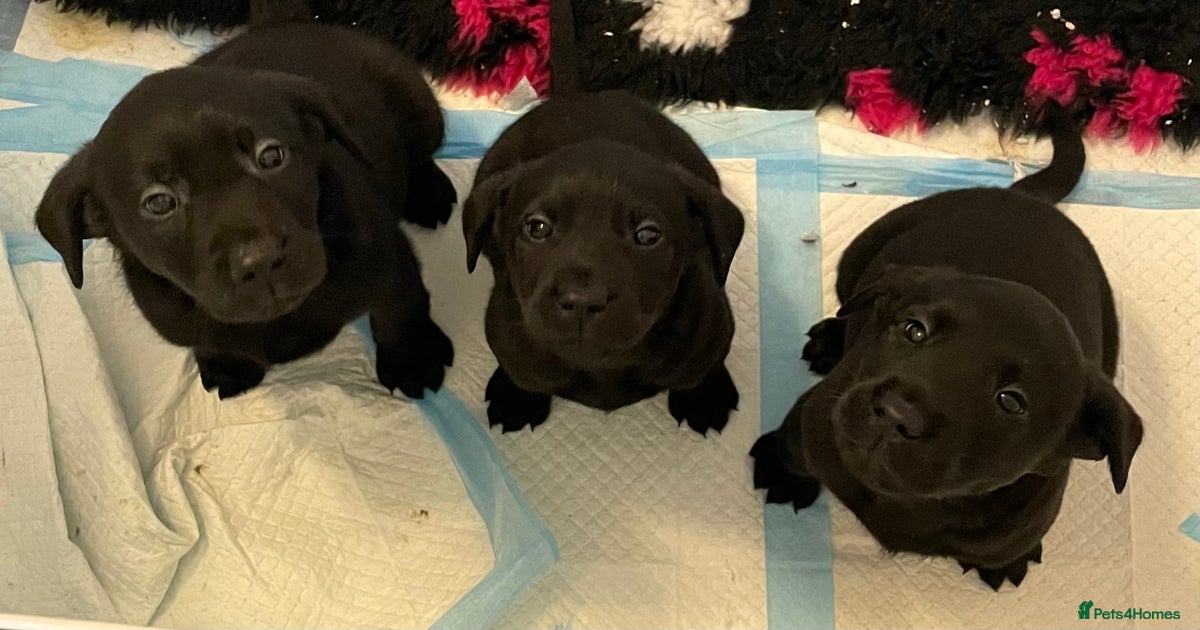 Labrador Retriever Pups for sale in Doncaster | Pets4Homes
