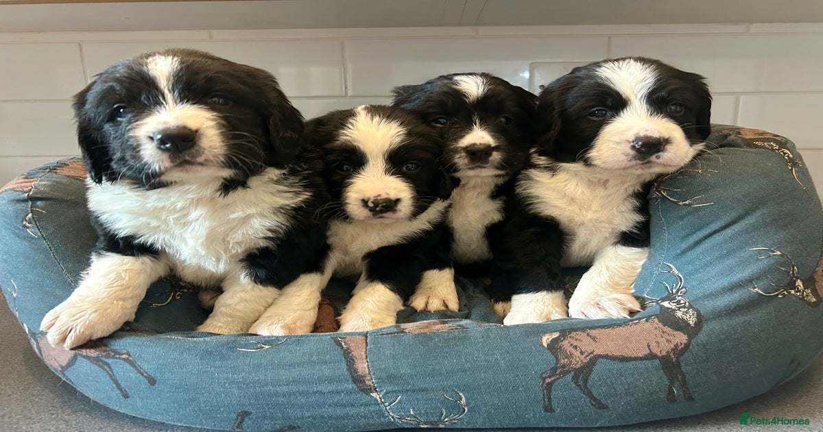 Springer spaniel x Bernese mountain dog puppies for sale in Ipswich ...