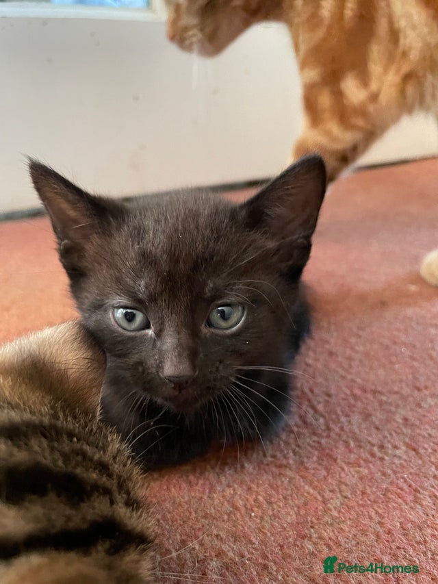Male and female kittens for sale in Worcester Park | Pets4Homes