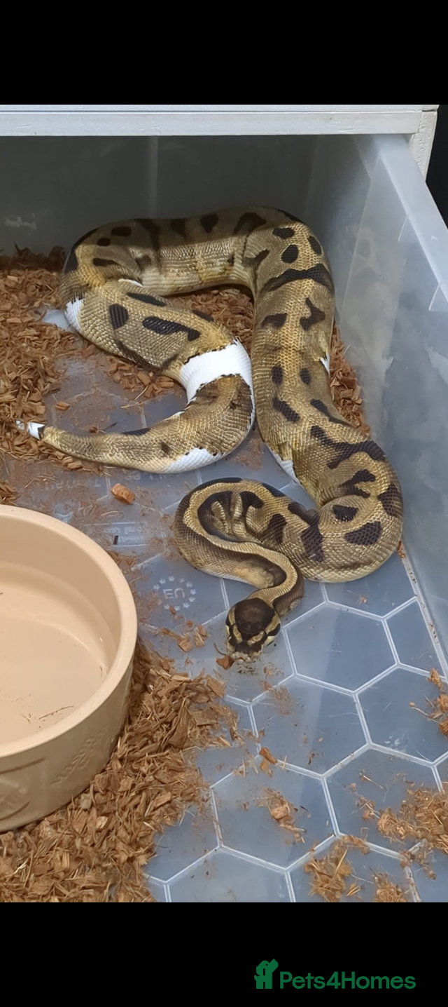 Range of Royal Pythons for sale in Burnley | Pets4Homes
