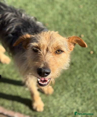 Small Dogs for adoption | Pets4Homes