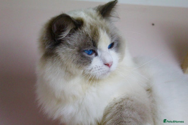 Top European Ragdoll Kittens for sale in Edinburgh | Pets4Homes