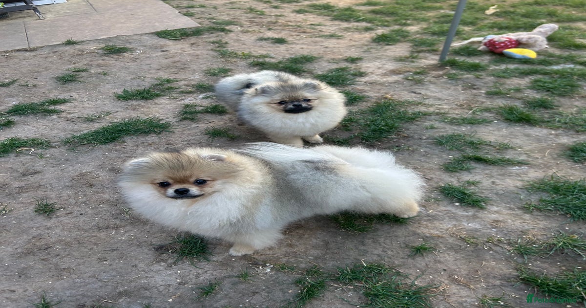 Two stunning pedigree kc reg boys **ready to go** for sale in Hinckley ...