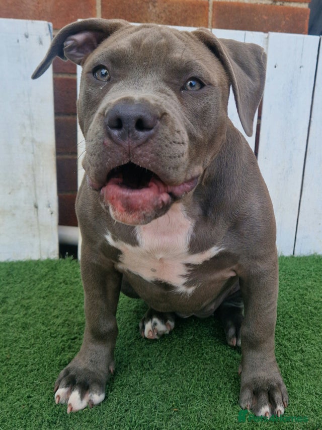 Abkc Pocket/standard american bully pups for sale in Hull | Pets4Homes
