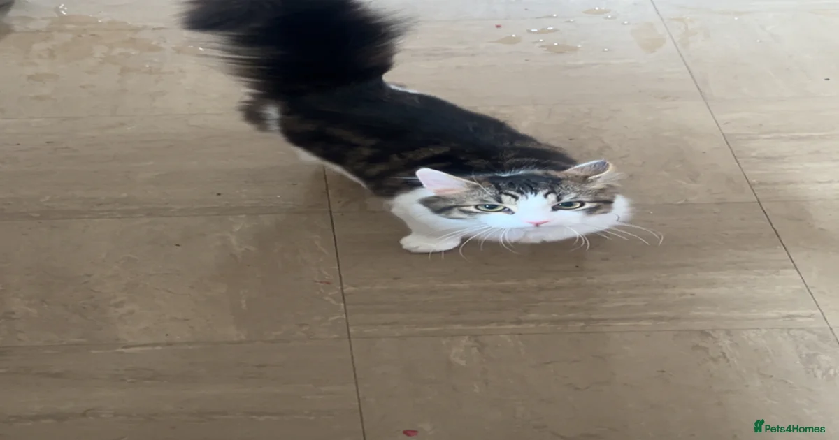Kittens for loving homes for sale in Salisbury | Pets4Homes