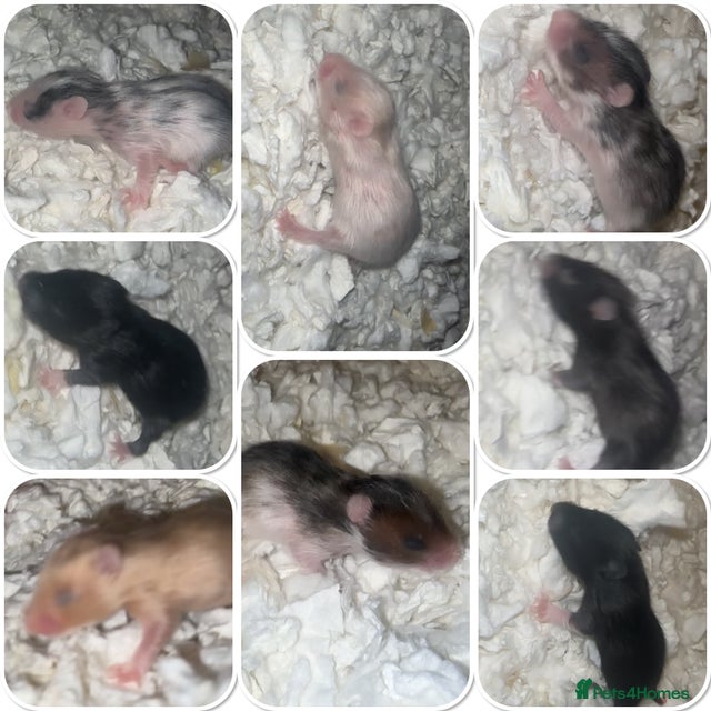 Baby hamsters for sale in London | Pets4Homes