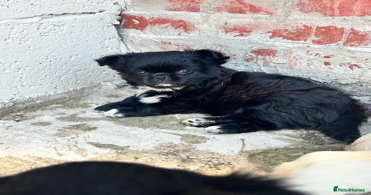 Two Chihuahua Puppies for sale | Pets4Homes