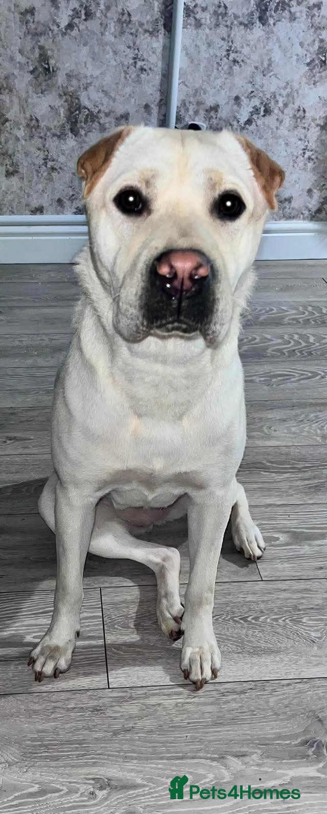 Shar pei cross Labrador for sale in Hull | Pets4Homes