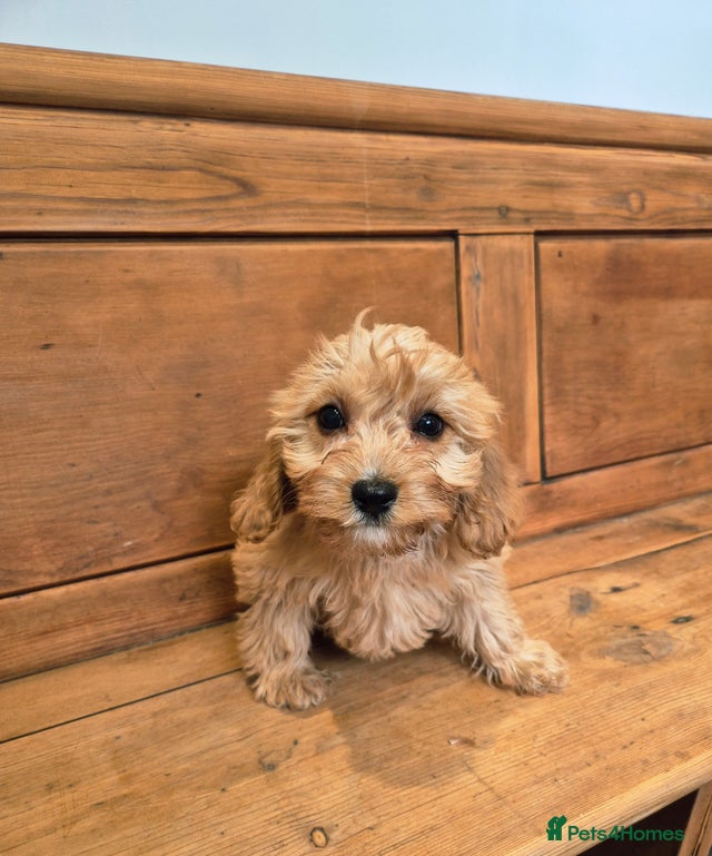 F1 Red Cavapoo Puppies for sale in Godstone | Pets4Homes