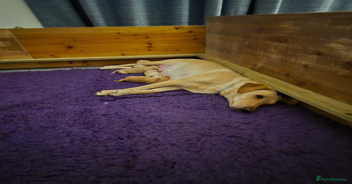 Labrador Retriever puppies for sale in Wellingborough | Pets4Homes