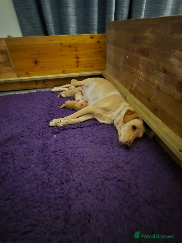 Labrador Retriever puppies for sale in Wellingborough | Pets4Homes