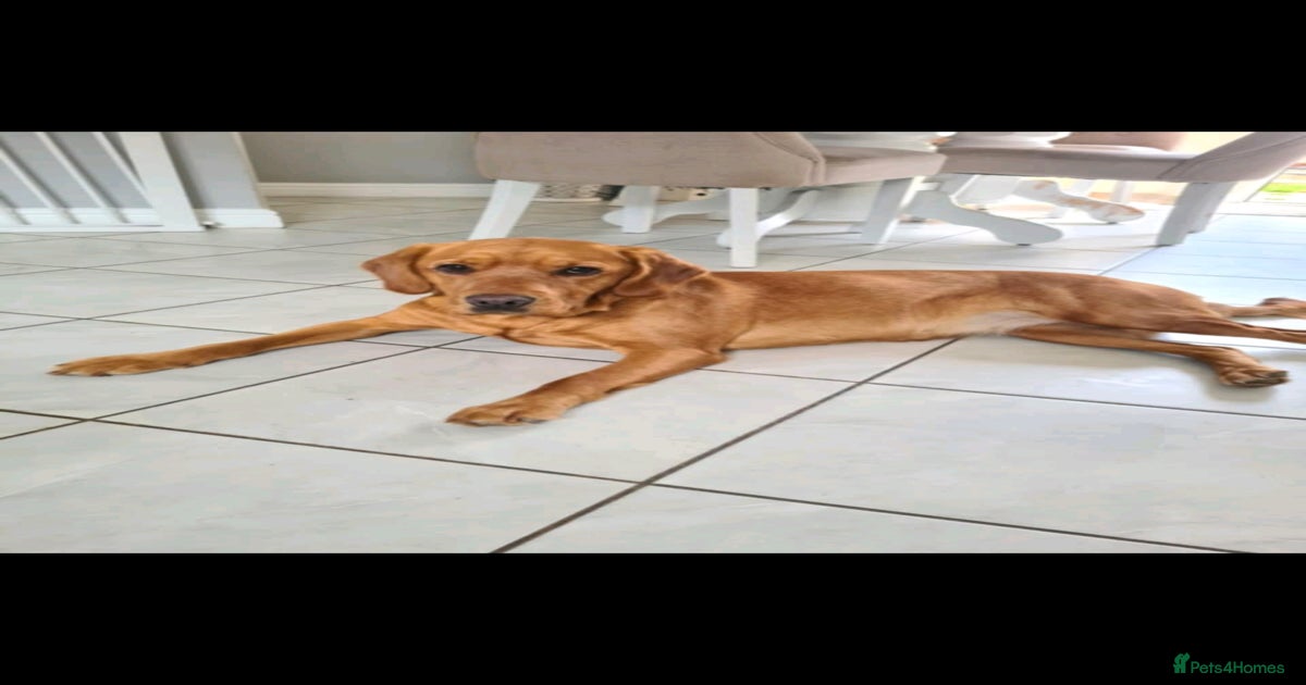 Cockador bitch for sale in Bourne | Pets4Homes