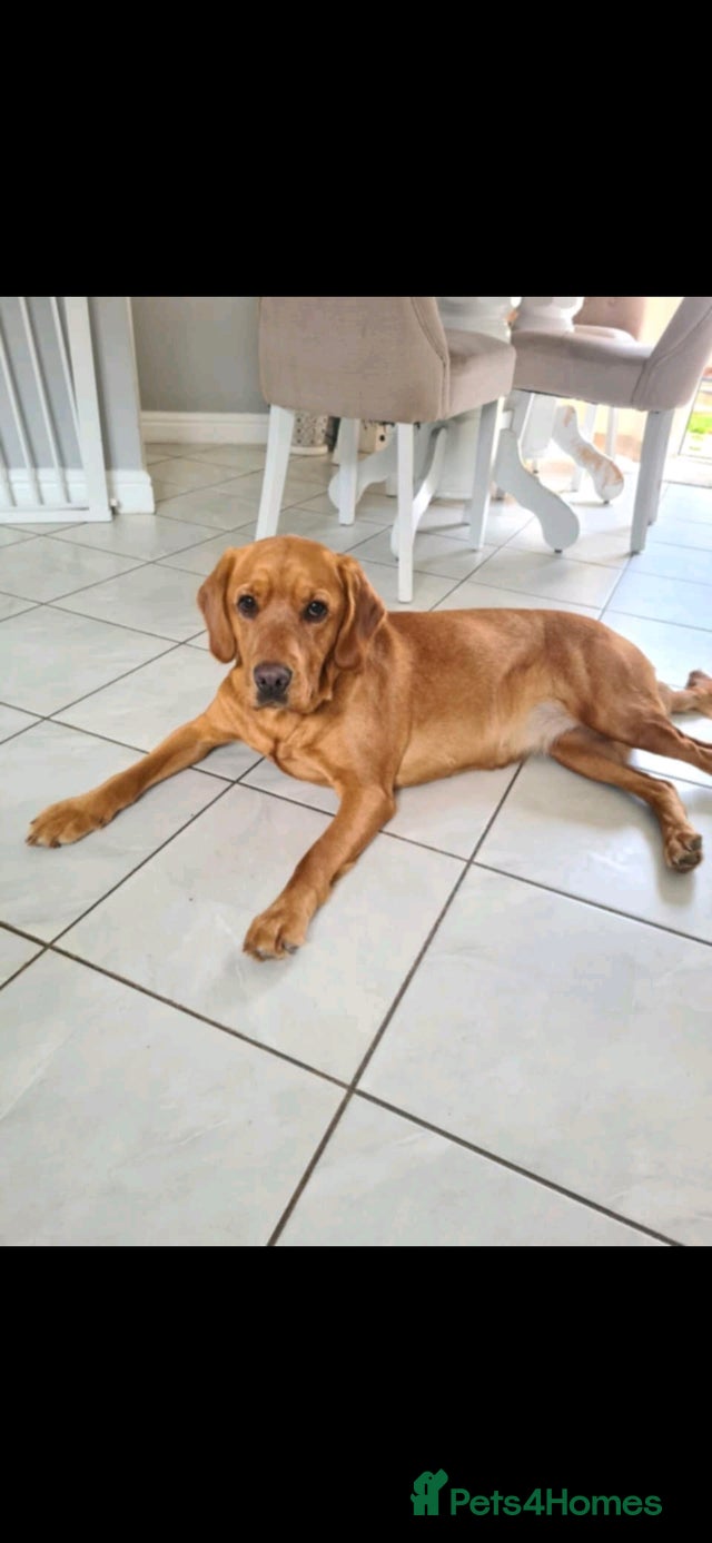 Cockador bitch for sale in Bourne | Pets4Homes