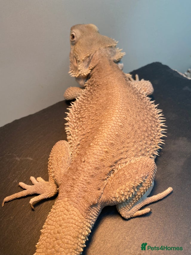 Zero morph cats eyes for sale in Norwich | Pets4Homes