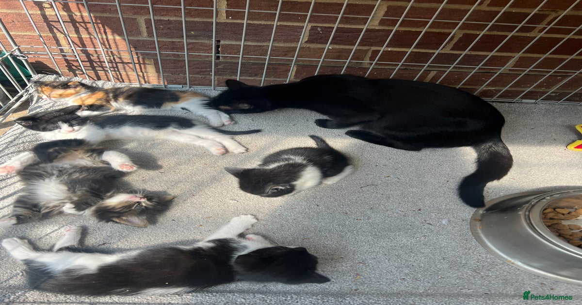 Adorable Kittens for sale in London | Pets4Homes