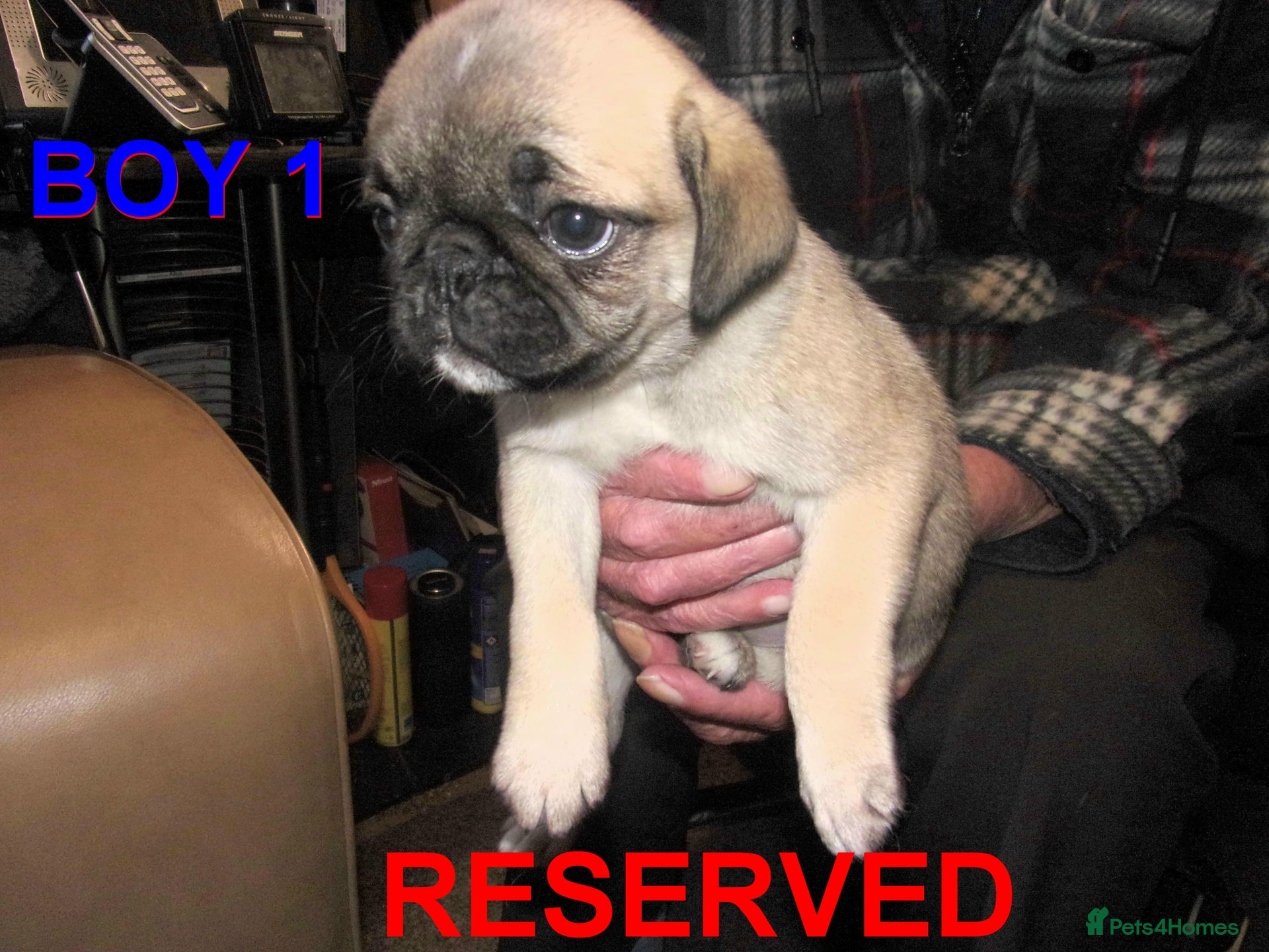 Jug Dogs Breed - Information, Temperament, Size & Price | Pets4Homes