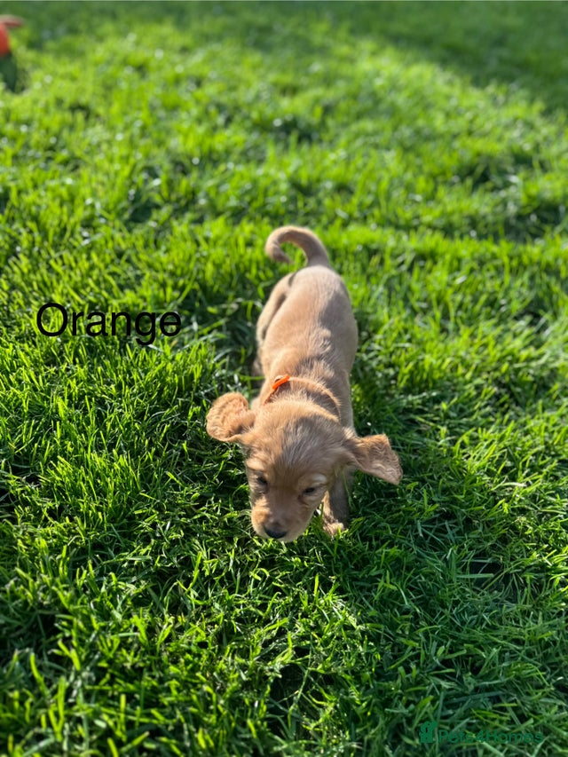Ginger/Lemon Cocker Spaniel Puppies for sale in King's Lynn | Pets4Homes