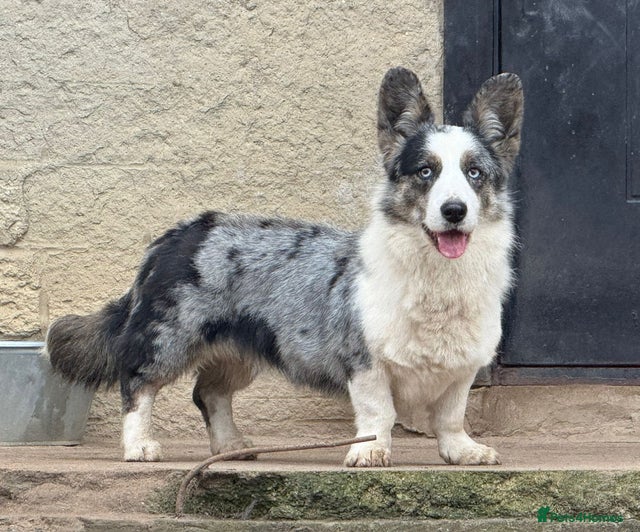 MICHAEL – Welsh Corgi Pembroke (Male) for adoption in West Malling ...
