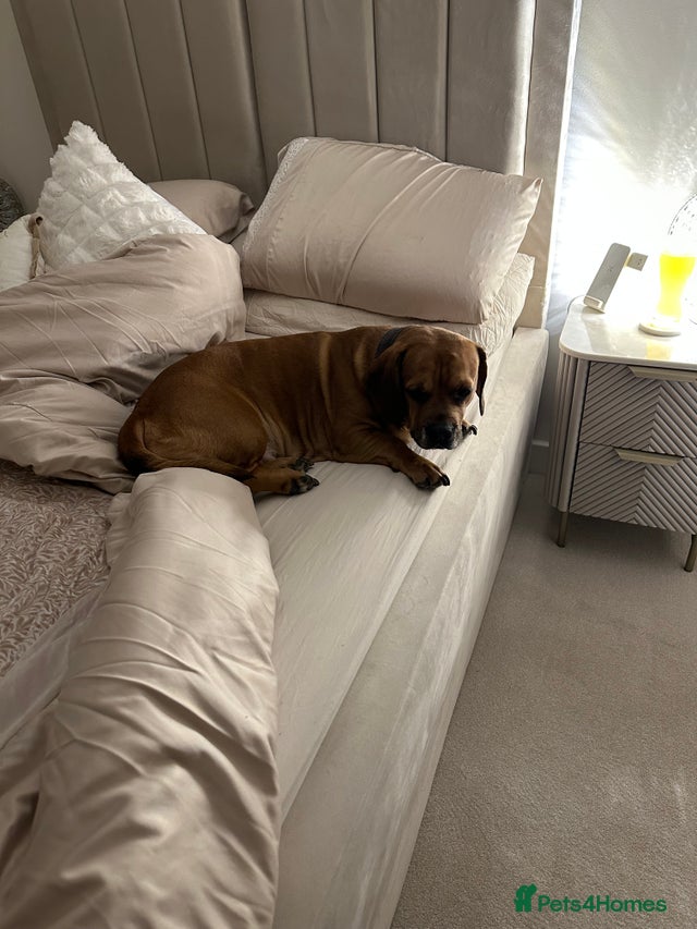 Ted - beagle/bassett for sale in Gloucester | Pets4Homes