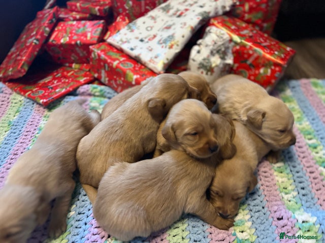 Fox Red Labrador Puppies for sale in Swadlincote | Pets4Homes