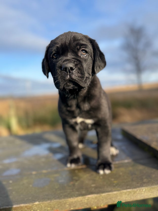 Labrador X for sale in Lanark | Pets4Homes
