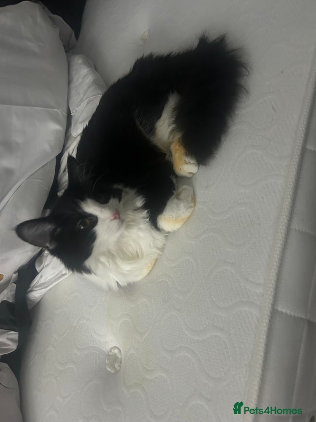 Half maine coone half British longhair for sale in Luton | Pets4Homes