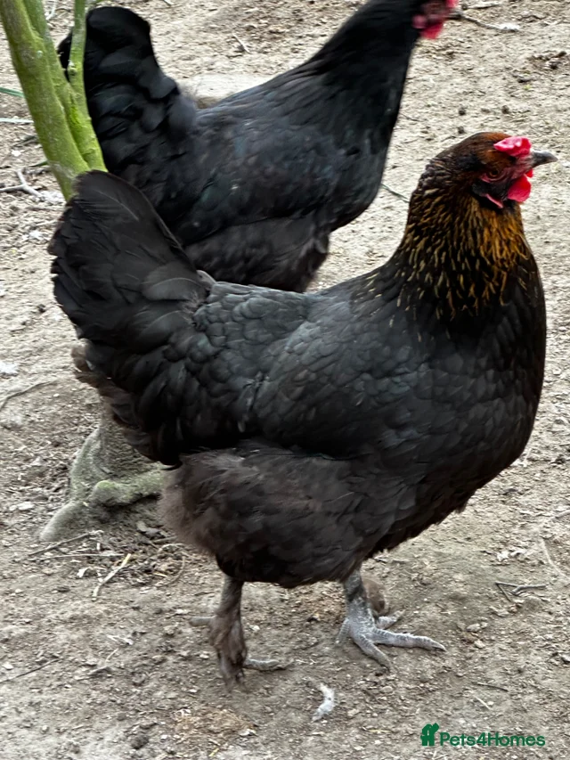 Chicks, chickens, hatching eggs silkies Aracuanas for sale in Uckfield ...