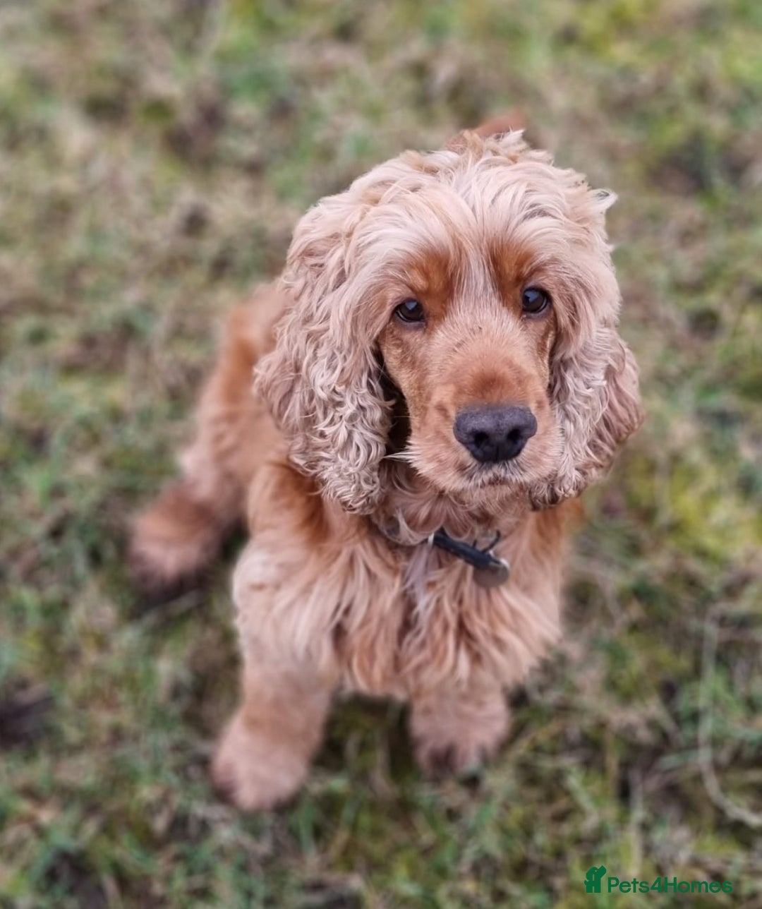 Golden Show Cocker Spaniels for sale in Knutsford | Pets4Homes