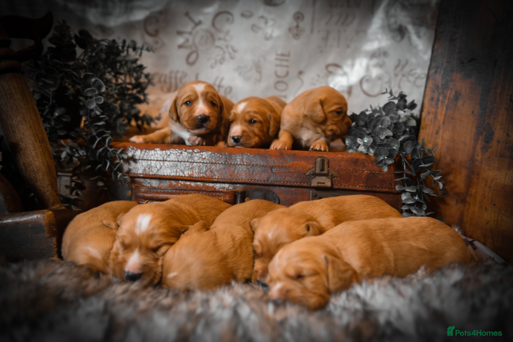Cockador Puppies for sale | Pets4Homes
