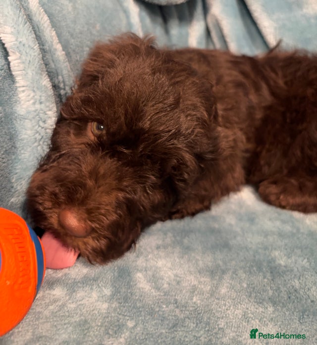 RESERVED*LAST BOY* Adorable Cavapoo x Cockapoo for sale in Evesham ...