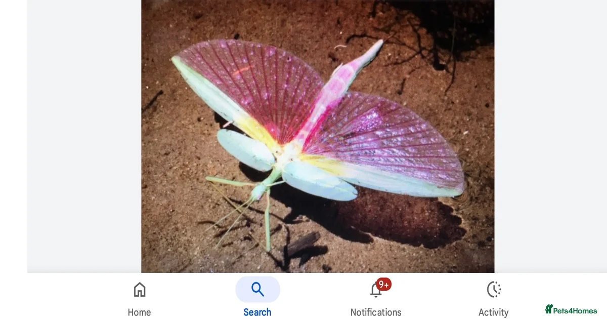 Red winged stick insect for sale in Taunton | Pets4Homes