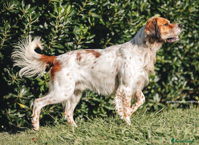 RESERVED - Rafa, English Setter/Boxer cross for adoption in Bishop's ...