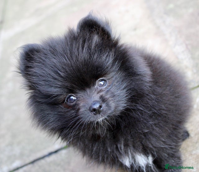 Champion Russian Bloodlines Boy Pomeranian for sale in Bristol | Pets4Homes
