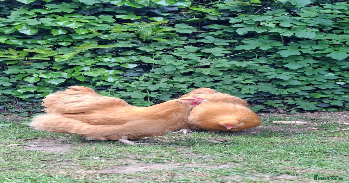 Pure Breed Buff Orpingtons for sale in Norwich | Pets4Homes