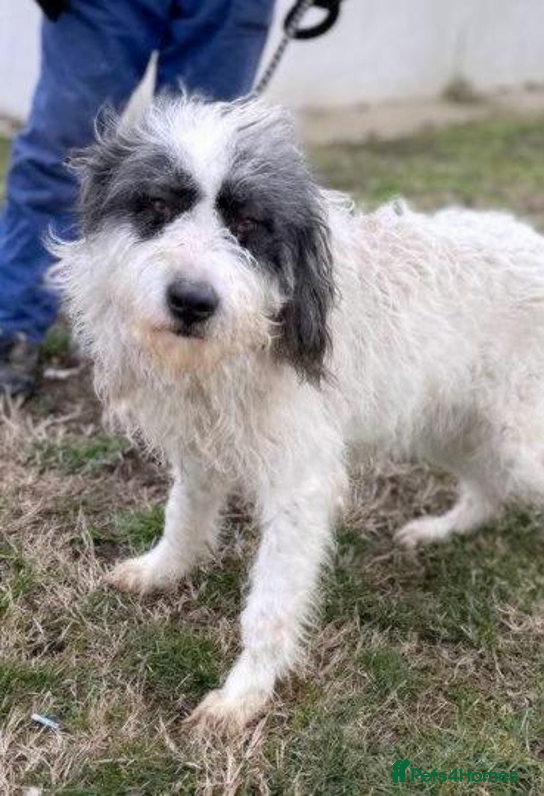 CHANELLE, a lovely & gentle girl for a Loving Home for adoption in ...