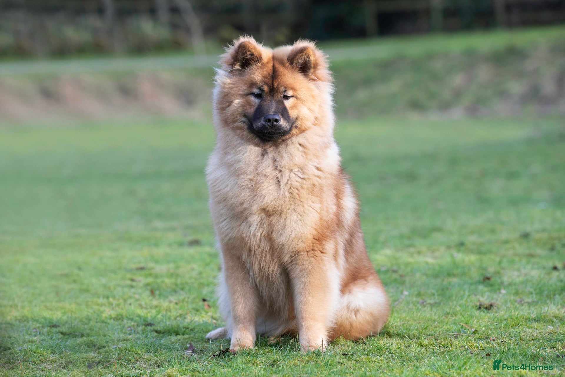 Eurasier Dogs Breed - Information, Temperament, Size & Price | Pets4Homes