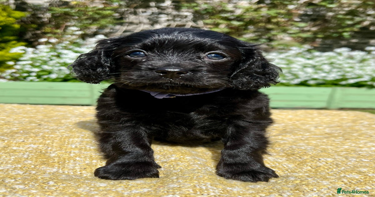 Lovely Cavalier x Cockapoo for sale in Hawick | Pets4Homes