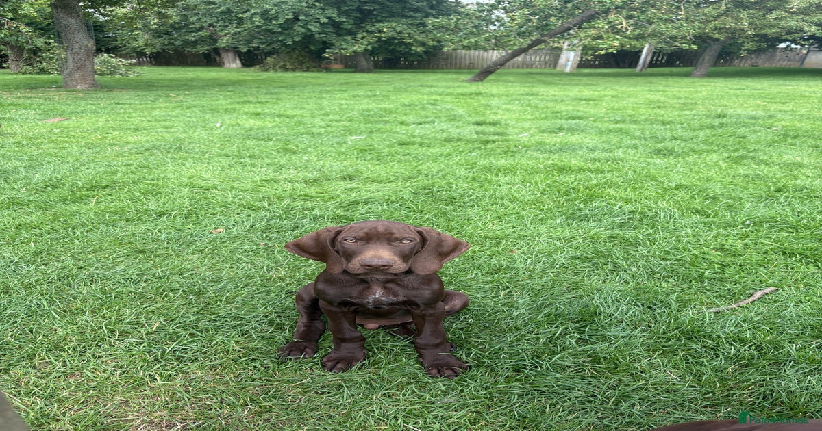 German shorthaired pointer x vizsla puppies for sale in Northallerton ...