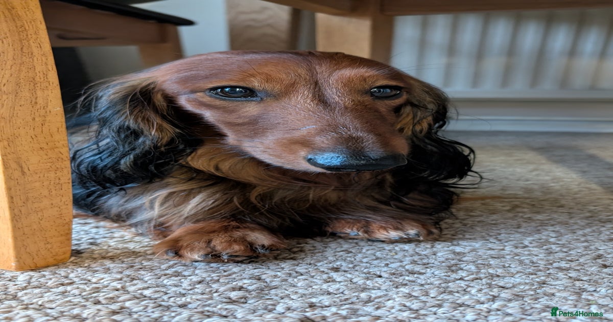 Miniature Long Haired Dachshund PRA 1 Clear KC reg for stud in ...