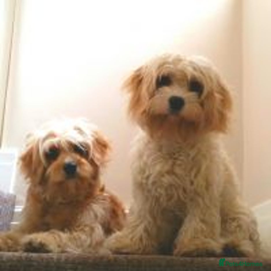 Adult Cavapoo puppies for sale | Pets4Homes