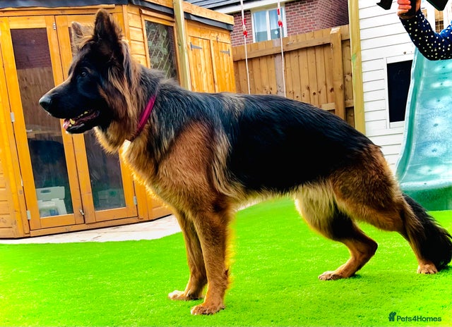 Beautiful German Shepherd for sale in Liverpool | Pets4Homes