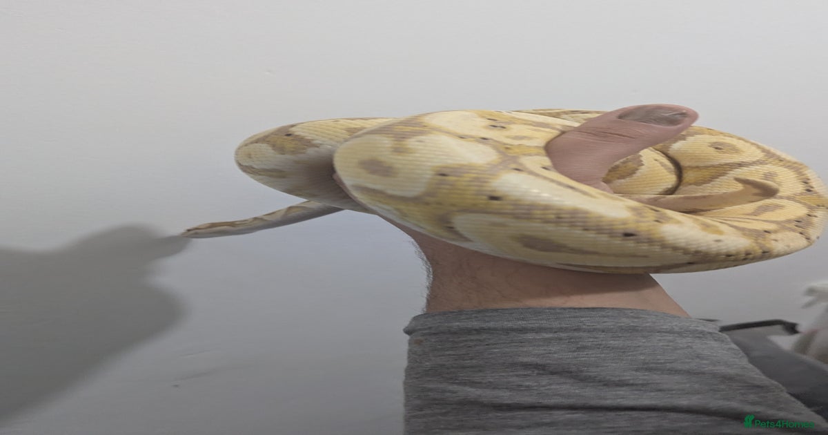 Banana 100% Het Clown Ball Python for sale in Manchester | Pets4Homes