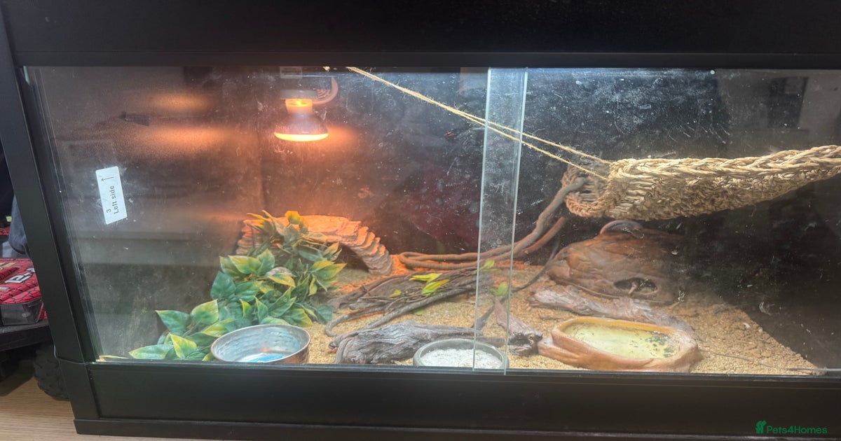 Leopard gecko + full set up for sale in Treharris | Pets4Homes