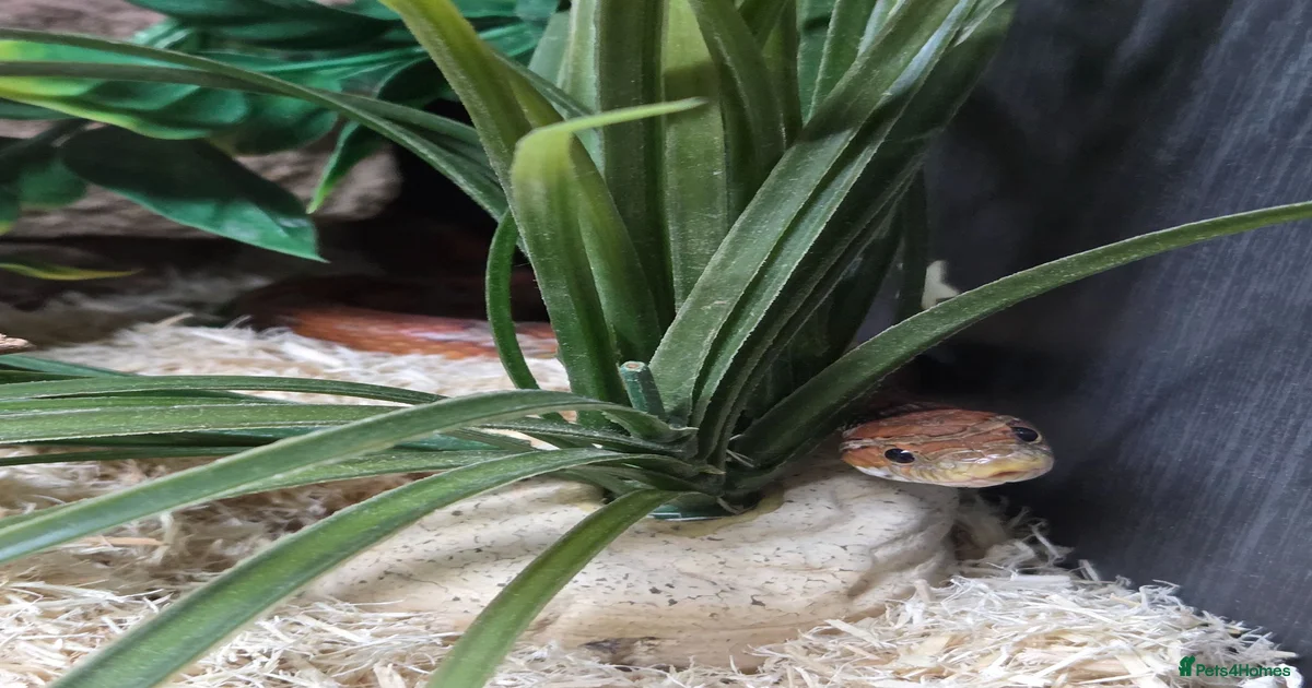 Corn snake and full set up for sale in March | Pets4Homes