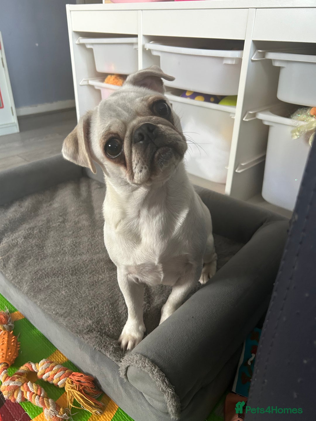 Pasha pug for sale in Mitcham | Pets4Homes