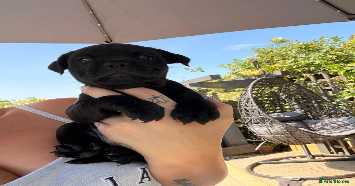 Staffordshire Bull Terrier Puppies for sale | Pets4Homes